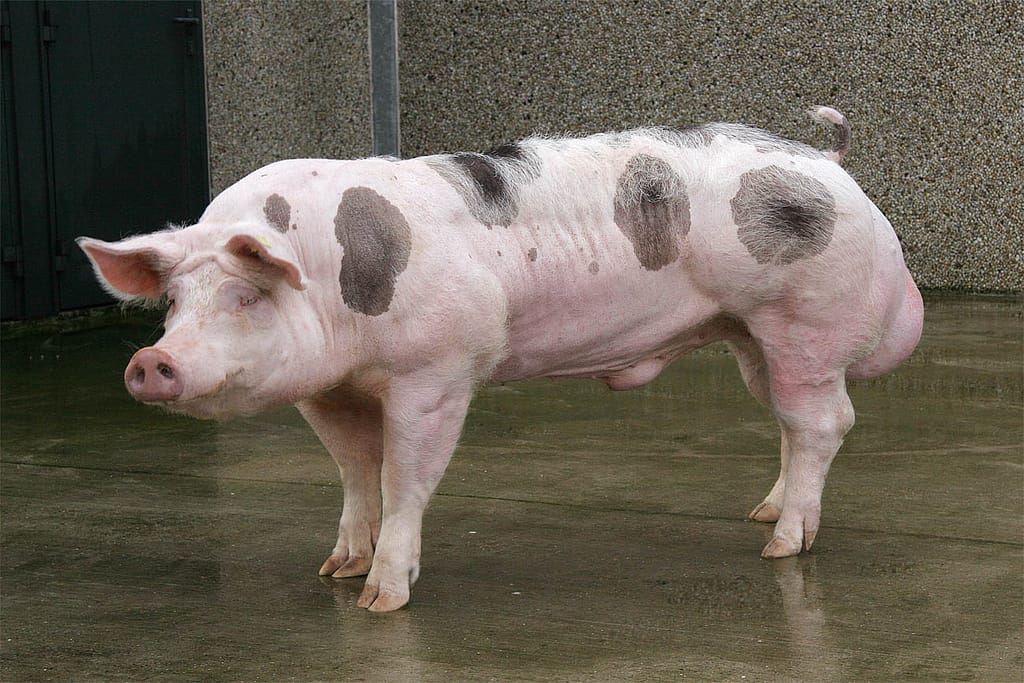 Belgian Pietrain – Henk Kosse - Dedemsvaart