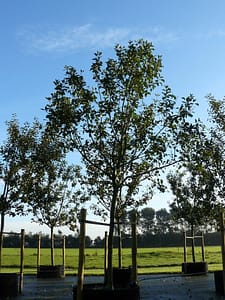 Hoogstam appelboom jong | Kwekerij het Lutterveld