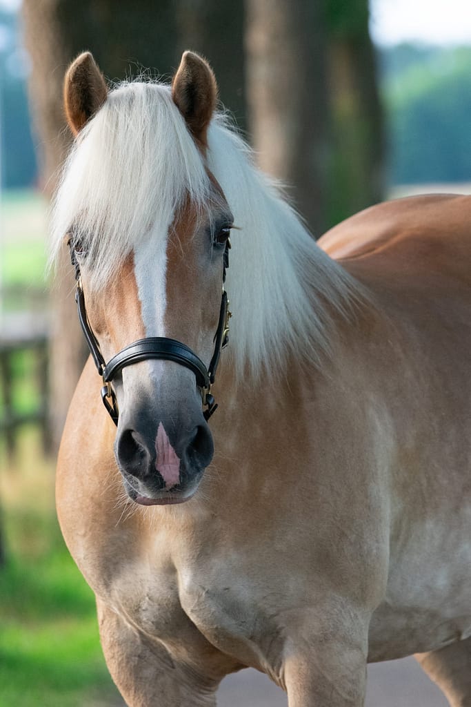 Lease pony's/paarden | Manege Klein Oever