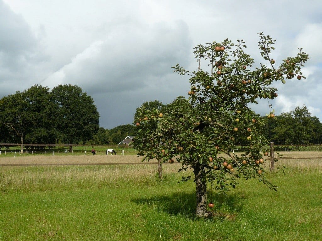 Appelboom Rode Boskoop | Kwekerij het Lutterveld