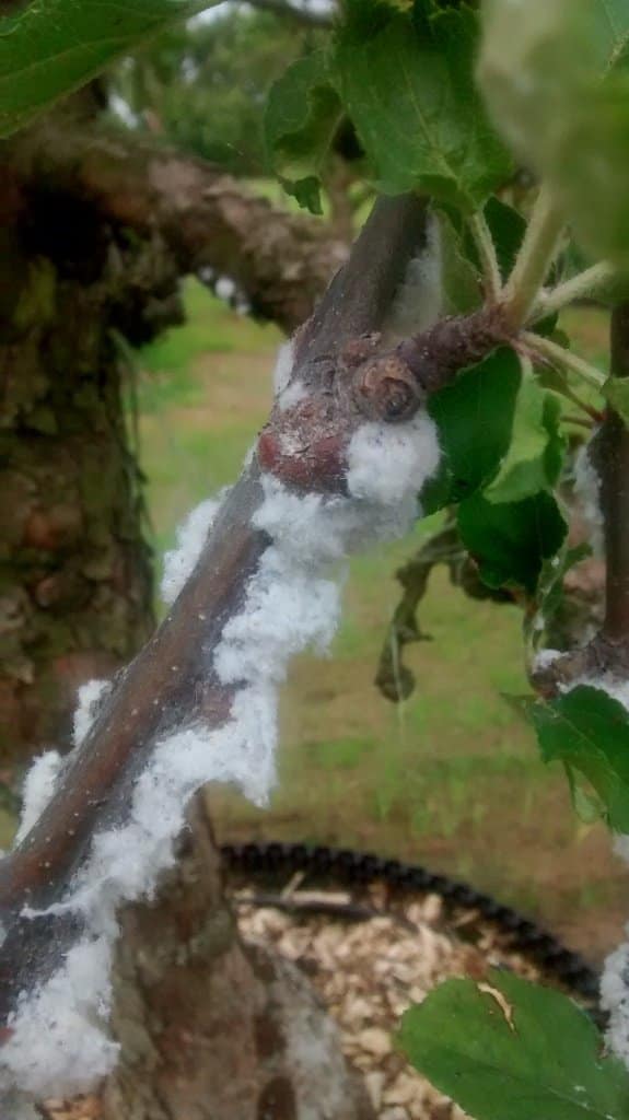 Appelbloedluis, bloedluis in fruitbomen | Tips & Advies | Kwekerij het ...