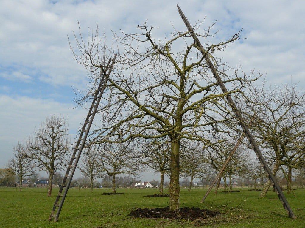 Hoogstam appelboom Jonagold | Kwekerij het Lutterveld