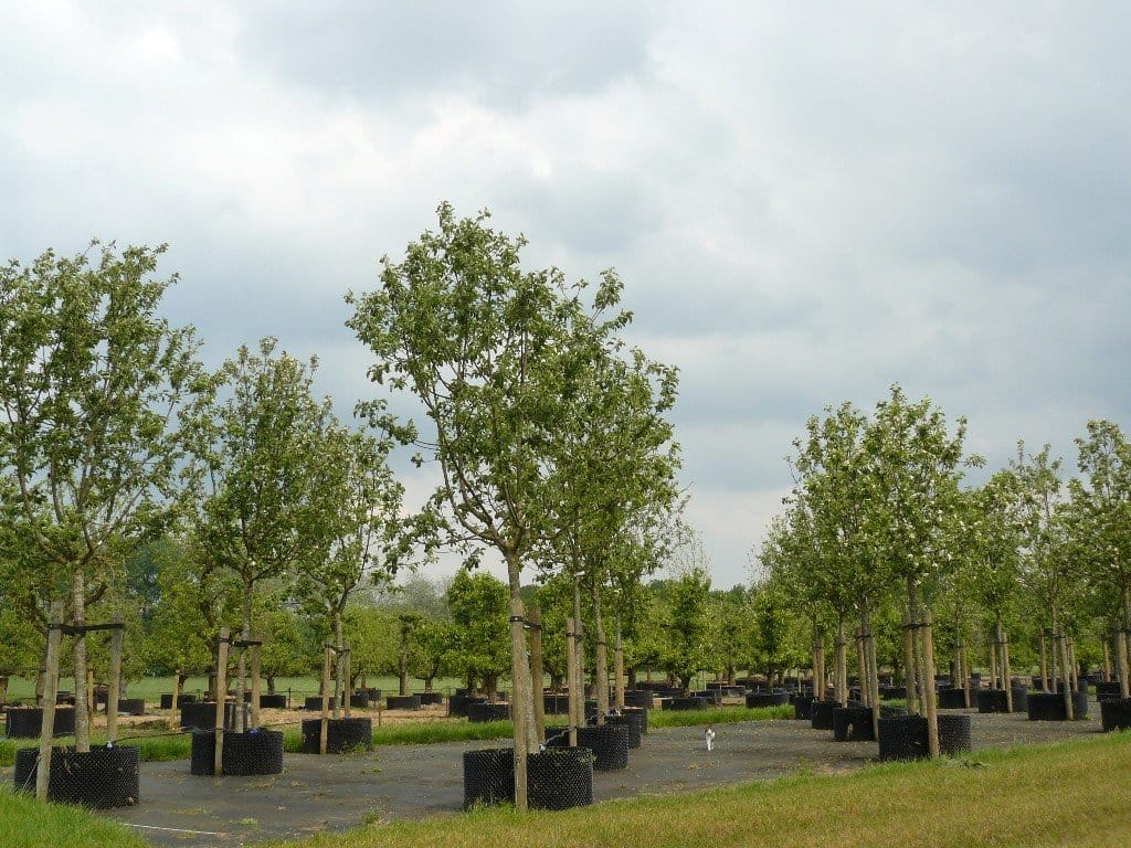 Hoogstam appelboom jong | Kwekerij het Lutterveld