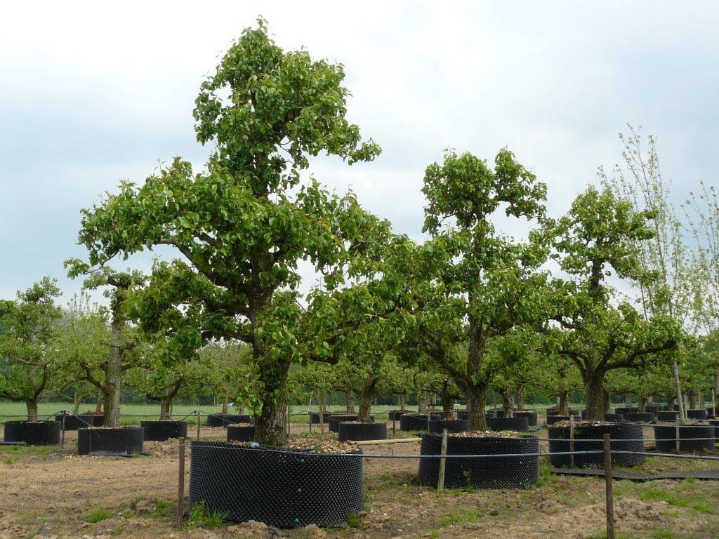 Oude perenboom Conference | Kwekerij het Lutterveld