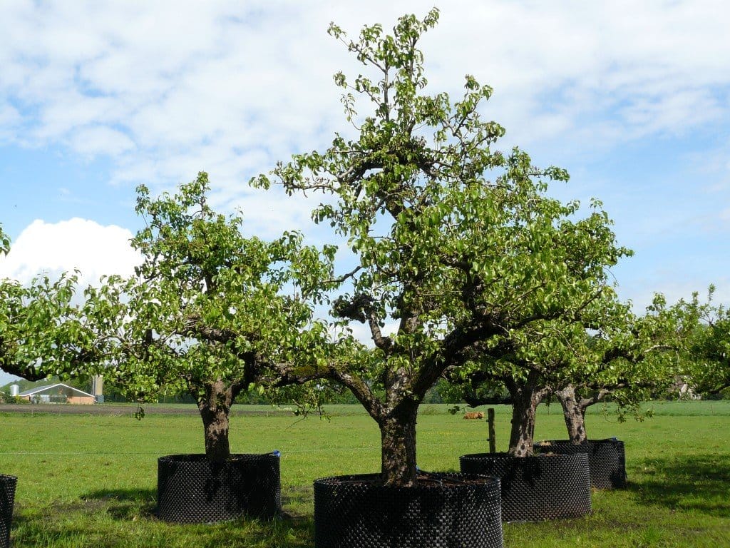 Oude perenboom Conference | Kwekerij het Lutterveld